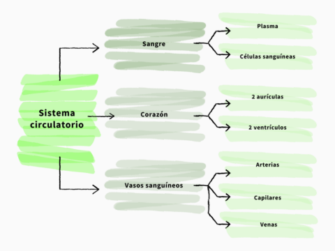 Sistema circulatorio: funcionamiento, partes y órganos